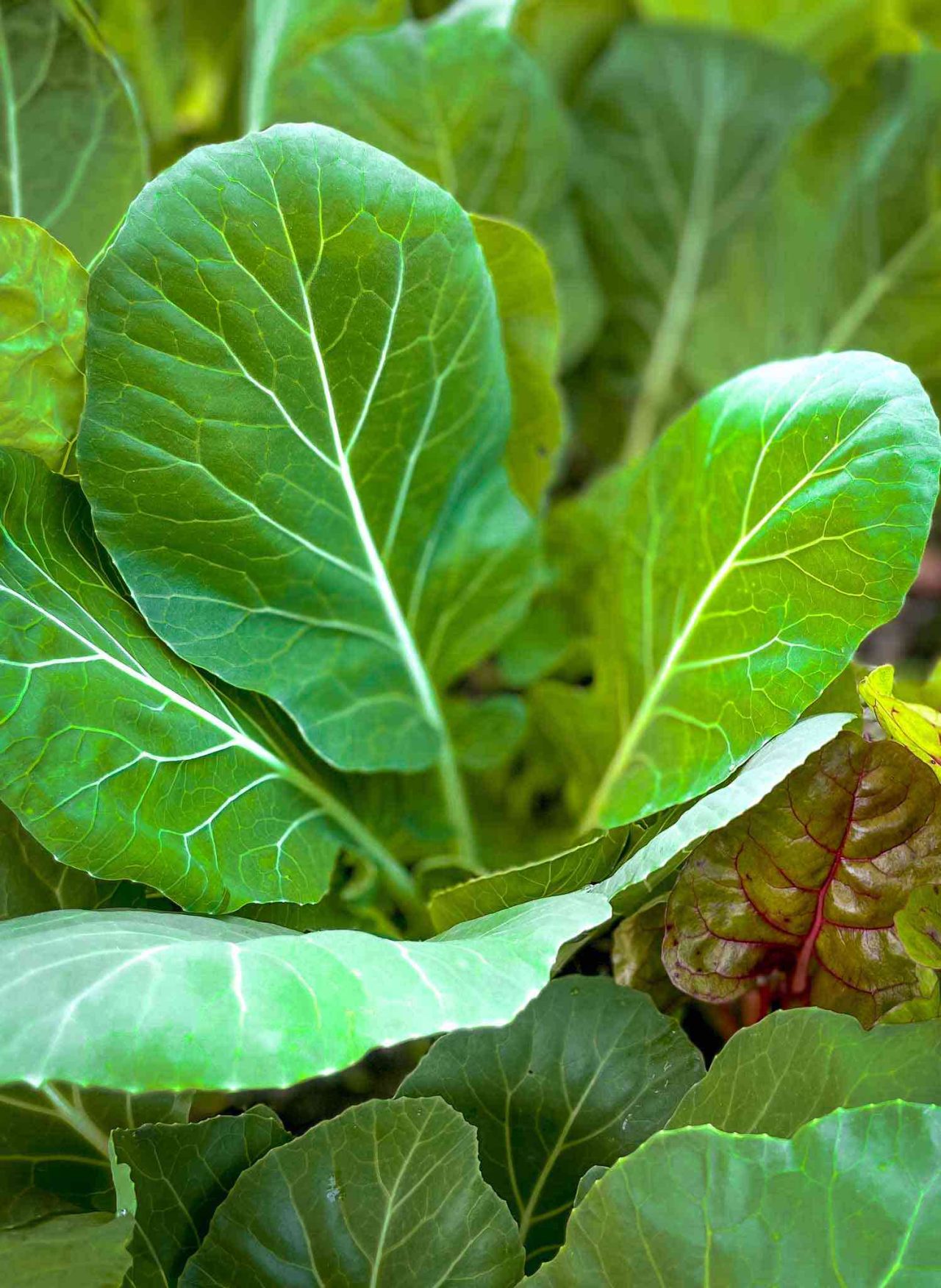Growing and preparing collard greens - Basil Food Journal