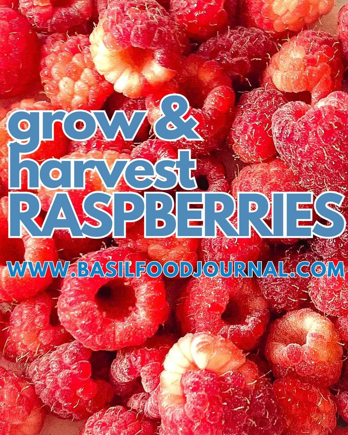 How to Grow and Prepare Raspberries - Basil Food Journal