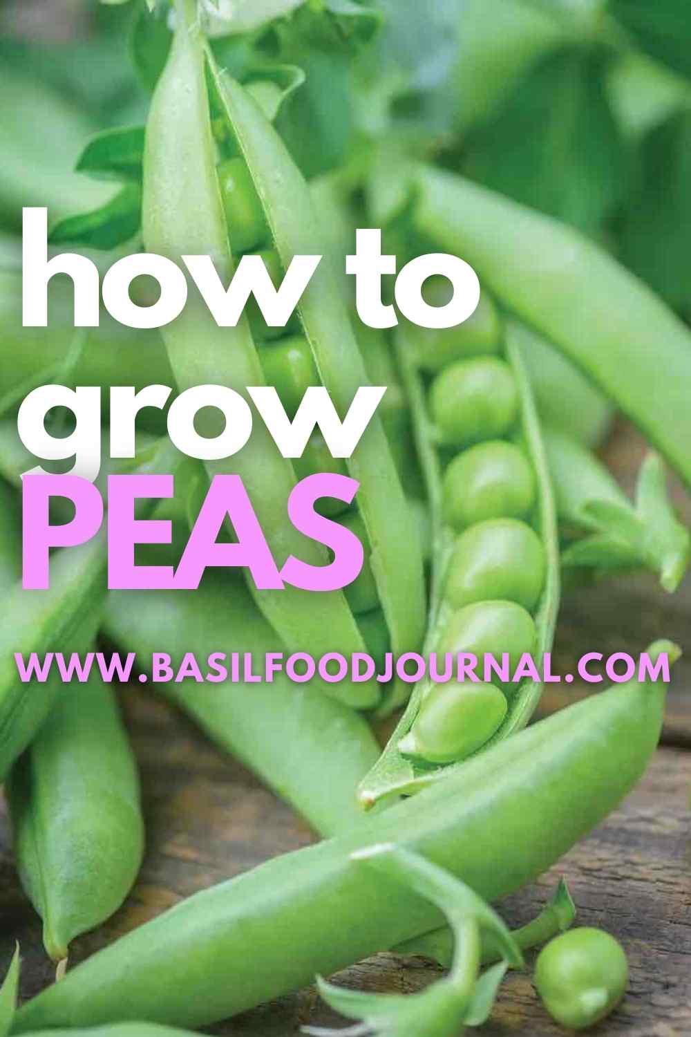 How to Grow and Prepare Snap Peas - Basil Food Journal