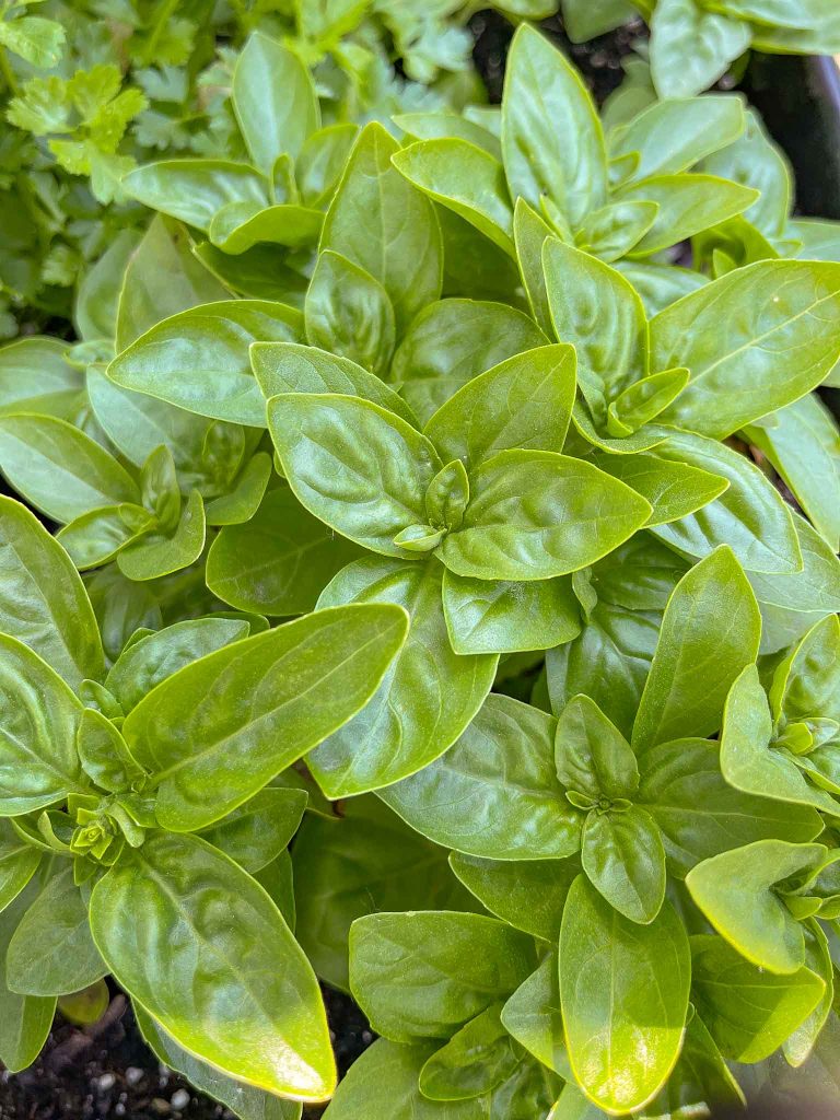 How to Grow and Prepare Basil - Basil Food Journal