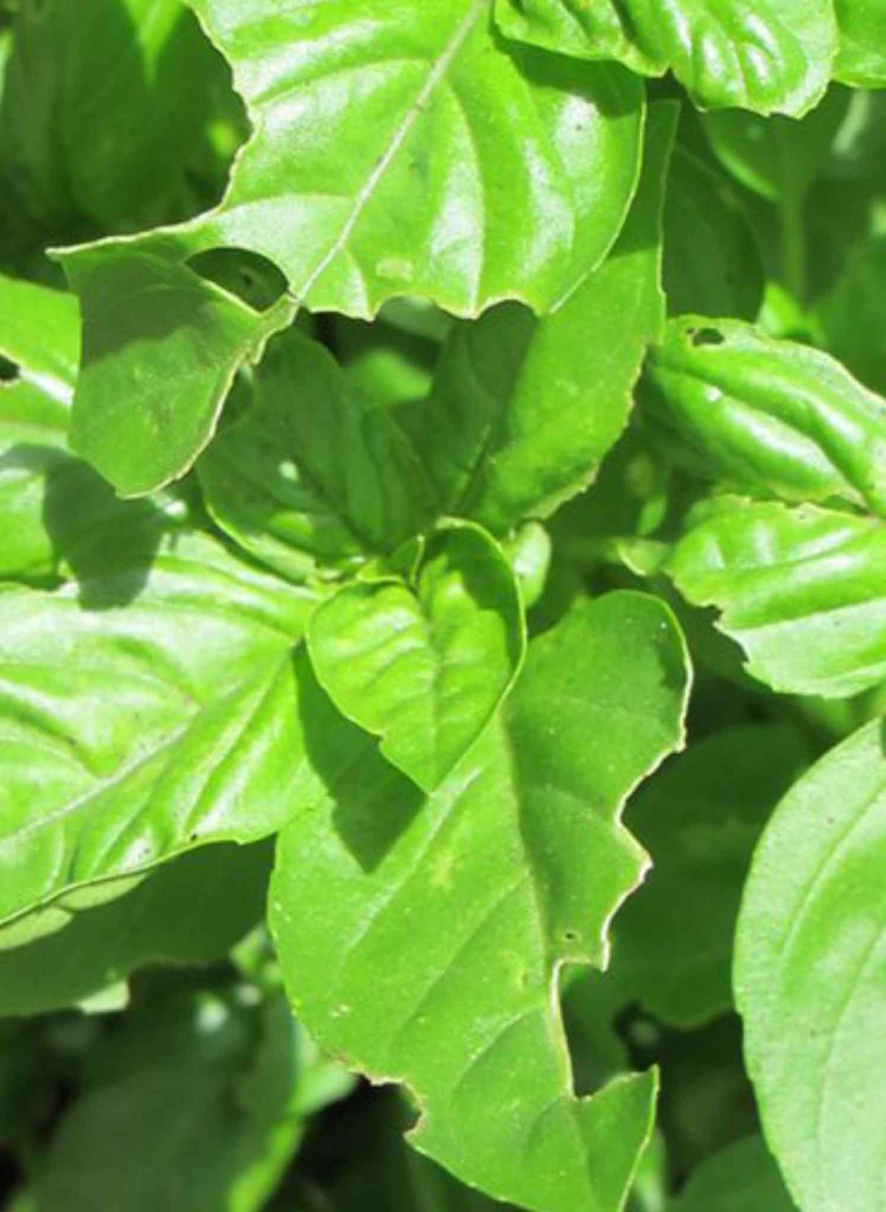 How to Grow and Prepare Basil - Basil Food Journal