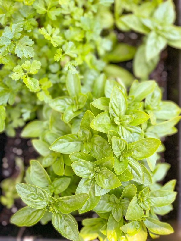 How to Grow and Prepare Basil - Basil Food Journal