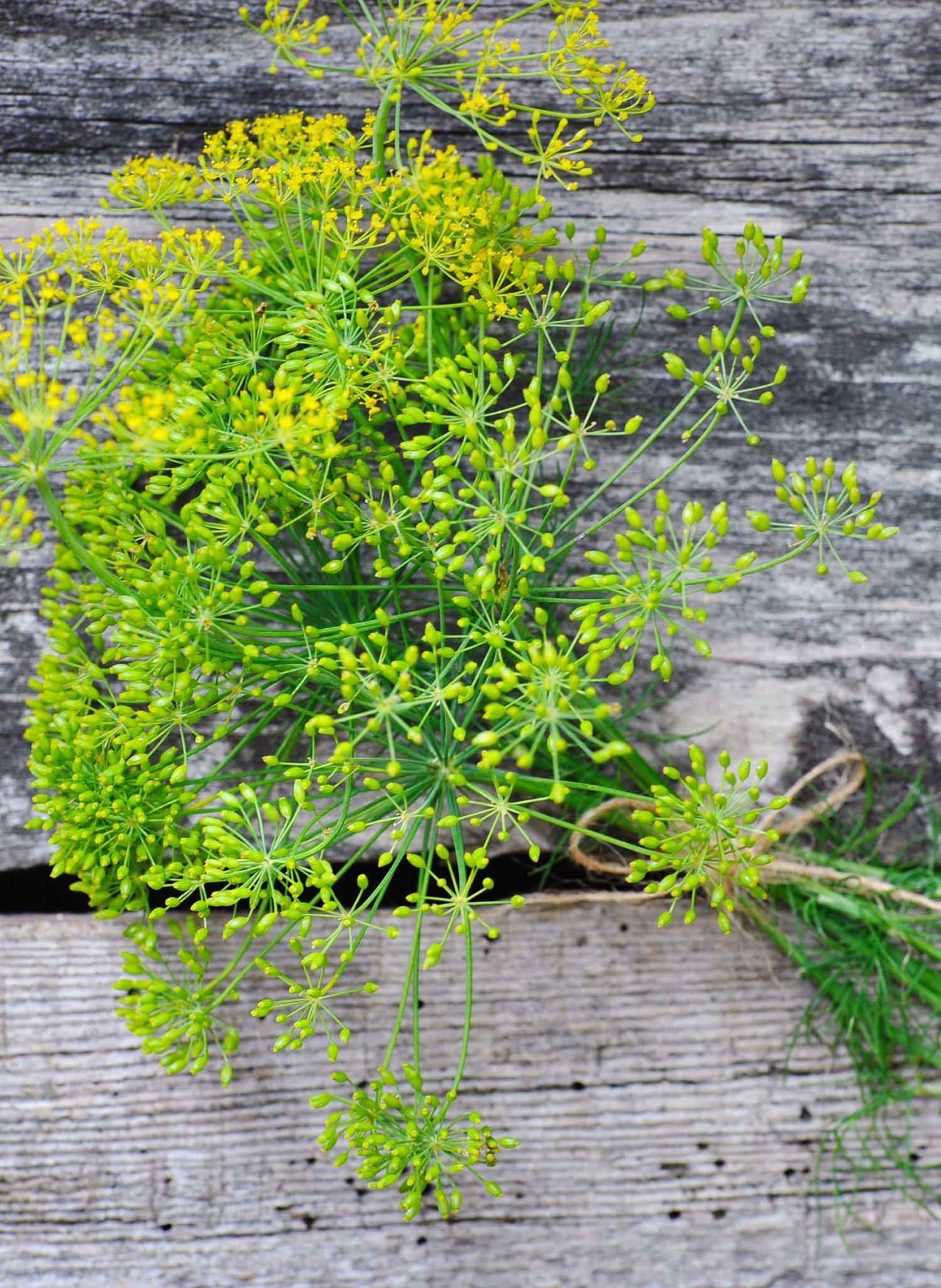 How to Grow and Prepare Dill - Basil Food Journal