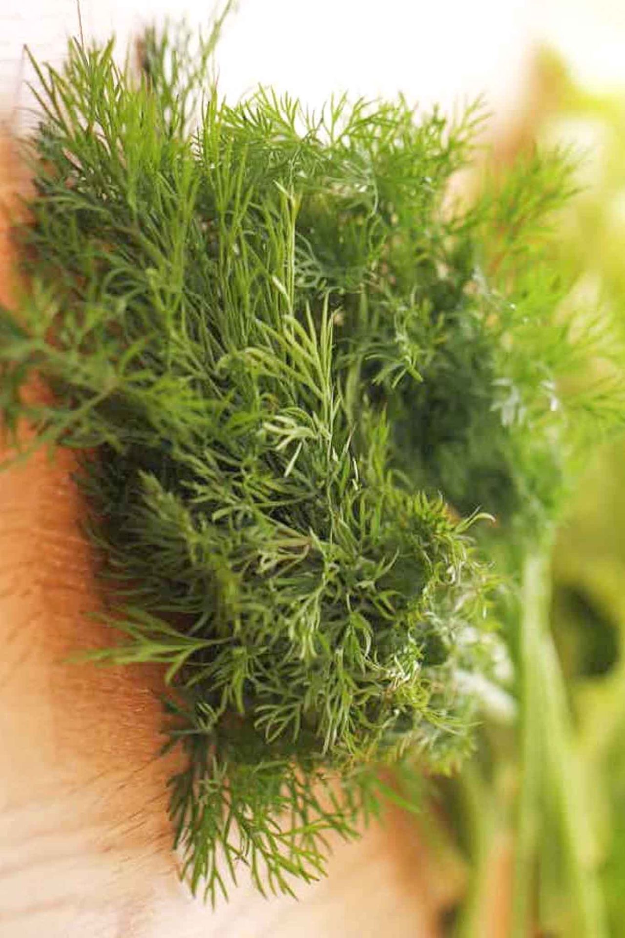 How to Grow and Prepare Dill - Basil Food Journal