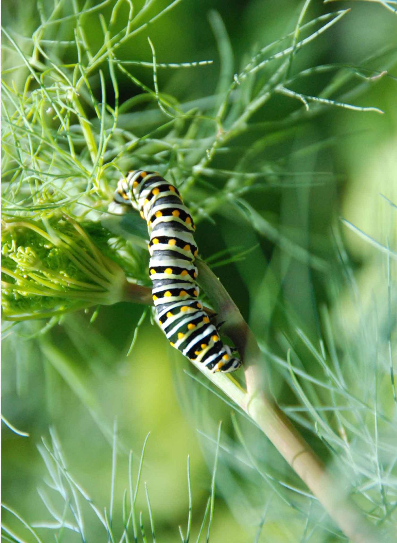 How to Grow and Prepare Dill - Basil Food Journal