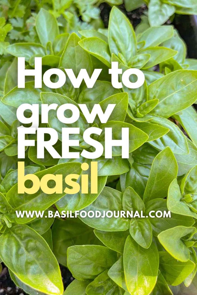 How to Grow and Prepare Basil - Basil Food Journal