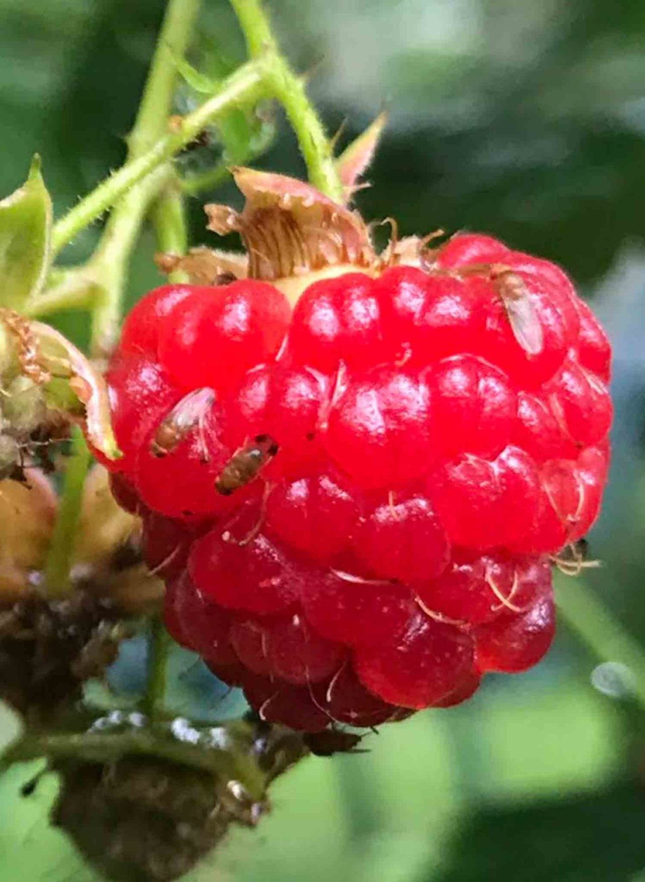 How to Grow and Prepare Raspberries - Basil Food Journal