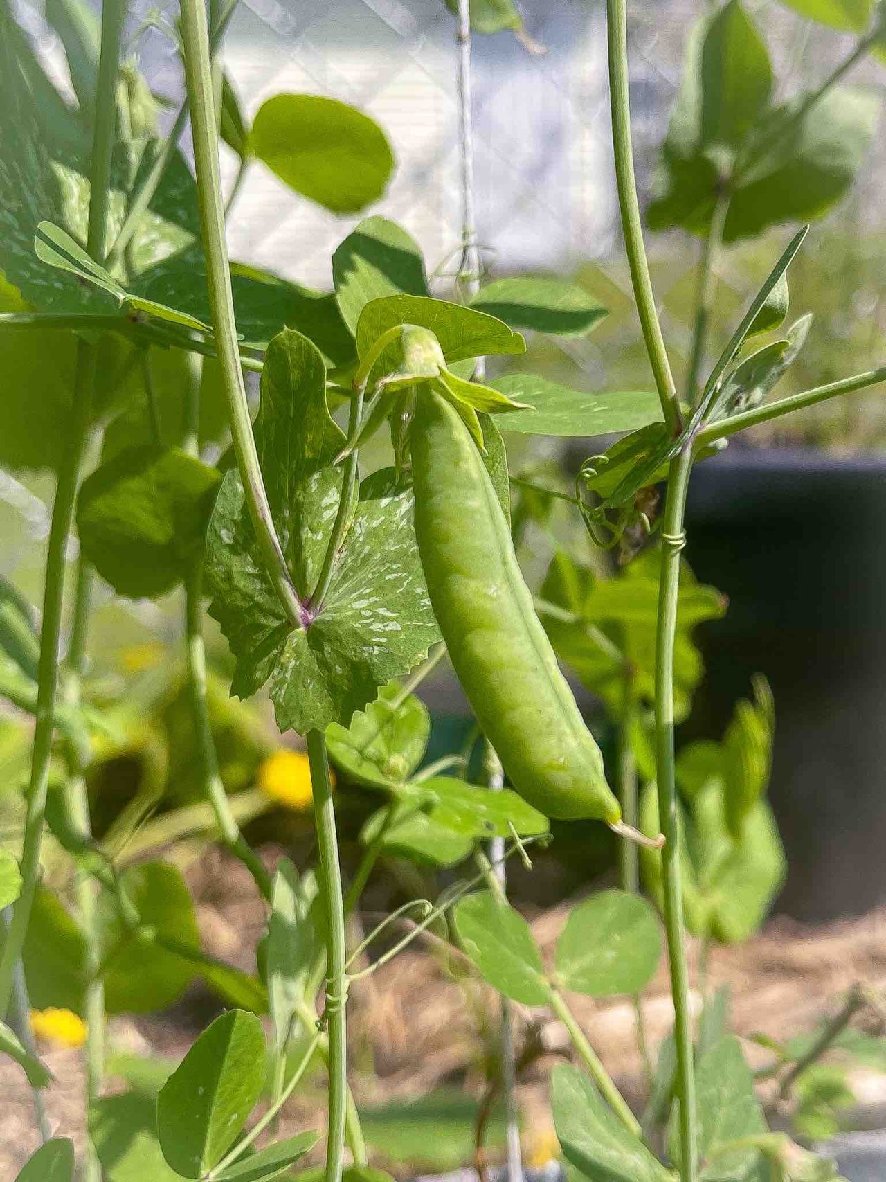 How to Grow and Prepare Snap Peas - Basil Food Journal