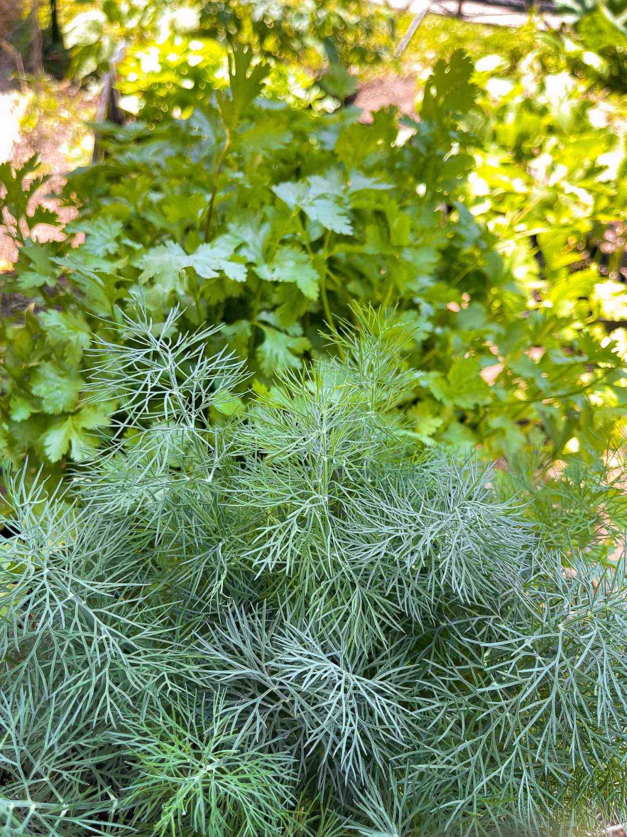 How to Grow and Prepare Dill - Basil Food Journal