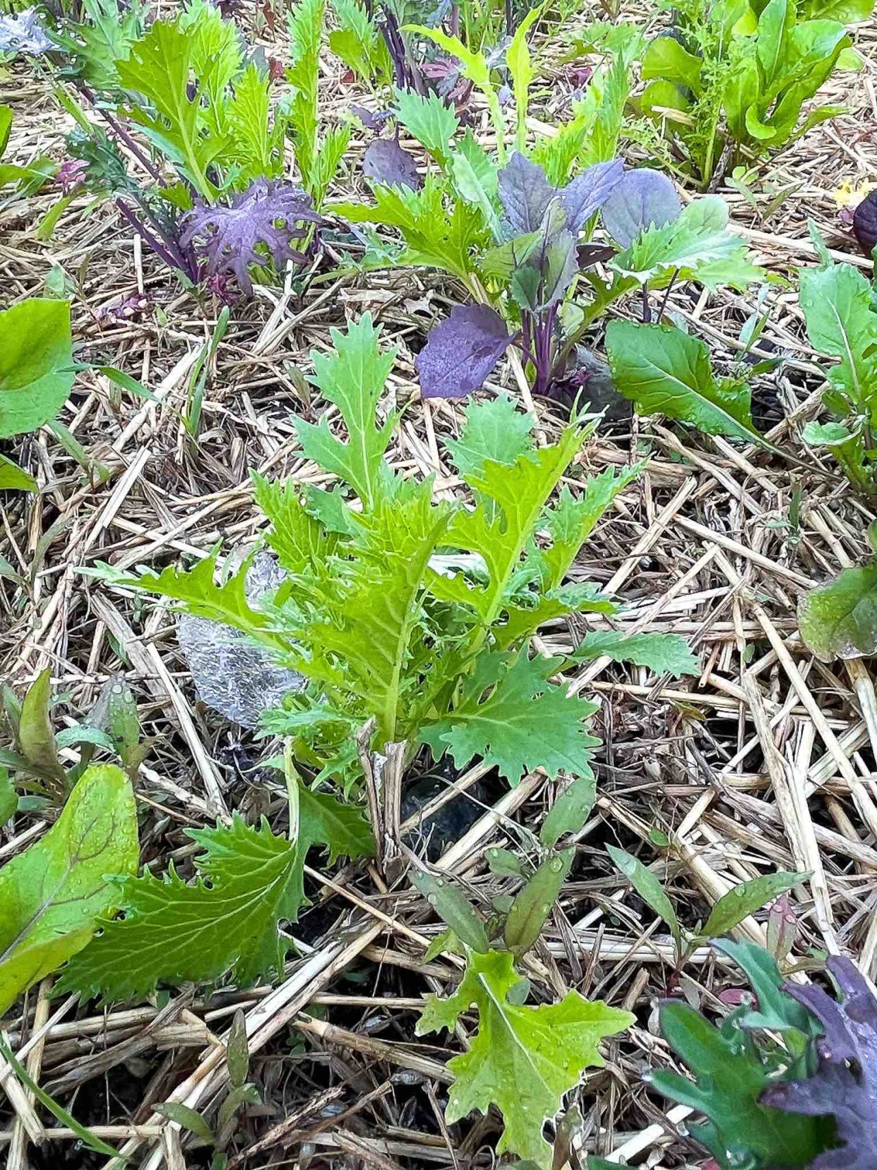 How to Grow Mesclun Salad Mix - Basil Food Journal