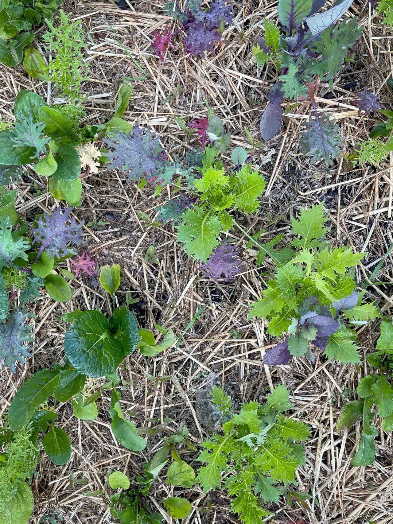 How to Grow Mesclun Salad Mix - Basil Food Journal
