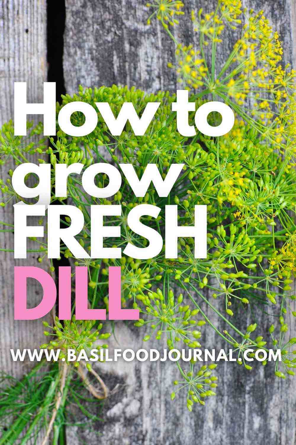 How to Grow and Prepare Dill - Basil Food Journal