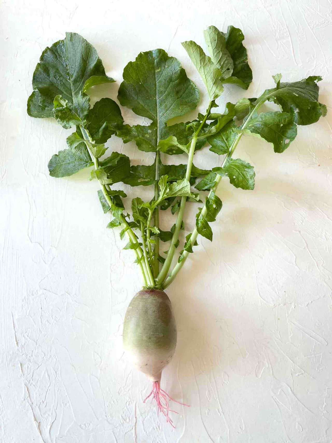 Growing and Preparing Watermelon Radish - Basil Food Journal