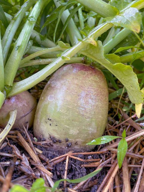 Growing and Preparing Watermelon Radish - Basil Food Journal